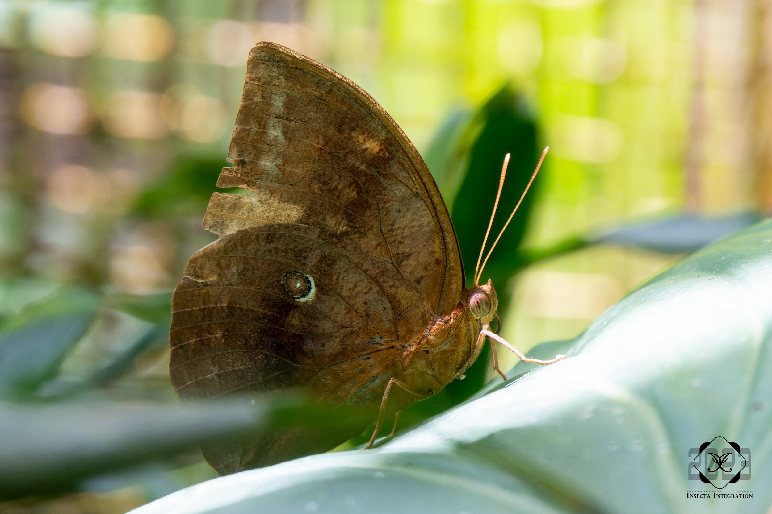 蓝点方环蝶 Discophora necho – IISDW