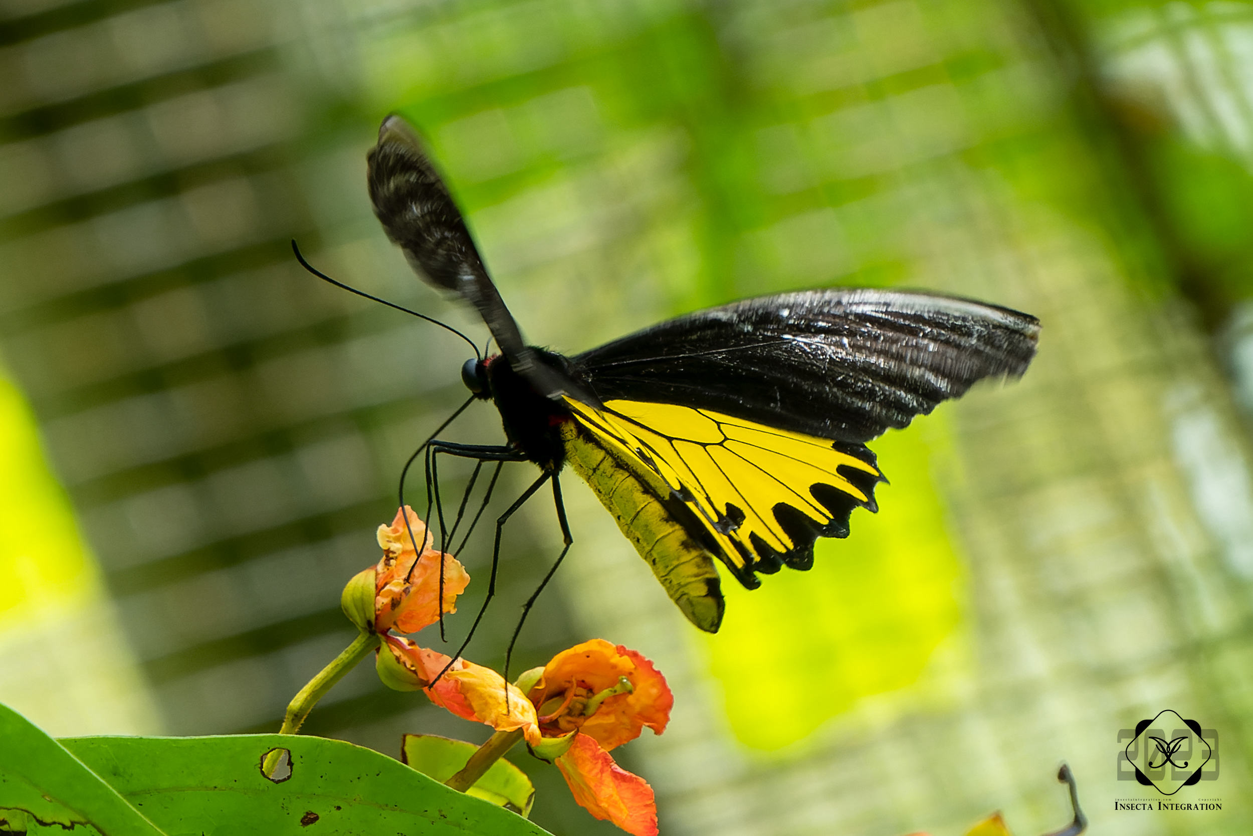 裳凤蝶 Troides helena – IISDW