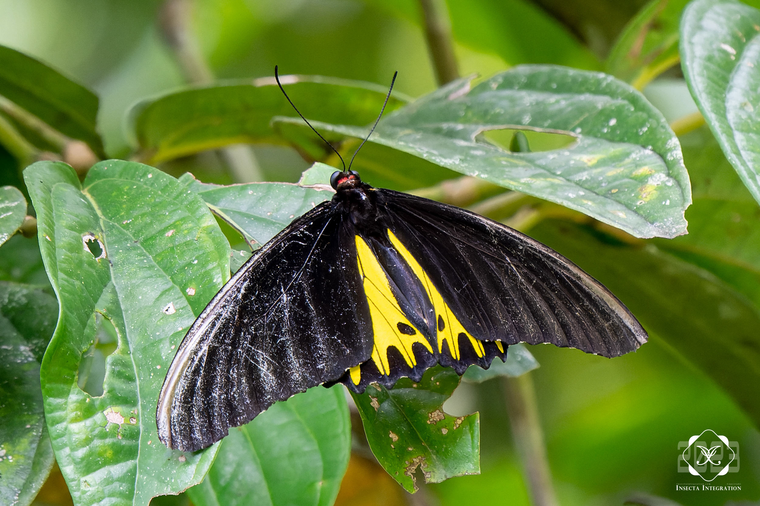 裳凤蝶 Troides helena – IISDW