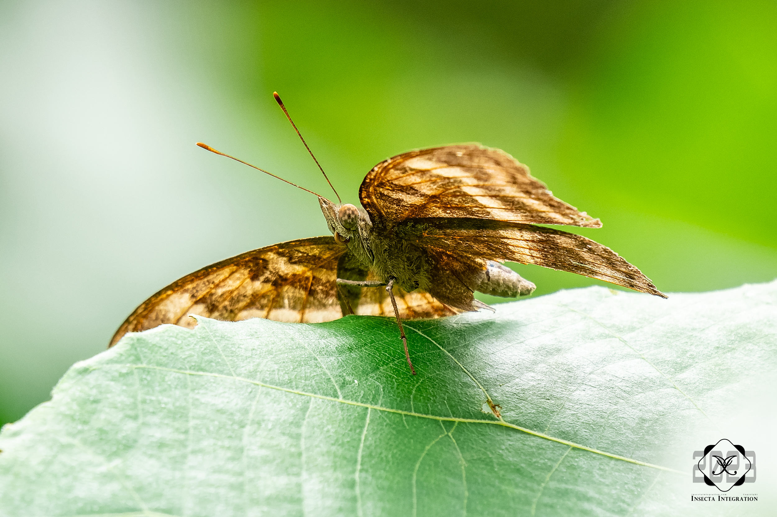 钩翅眼蛱蝶 Junonia iphita – IISDW