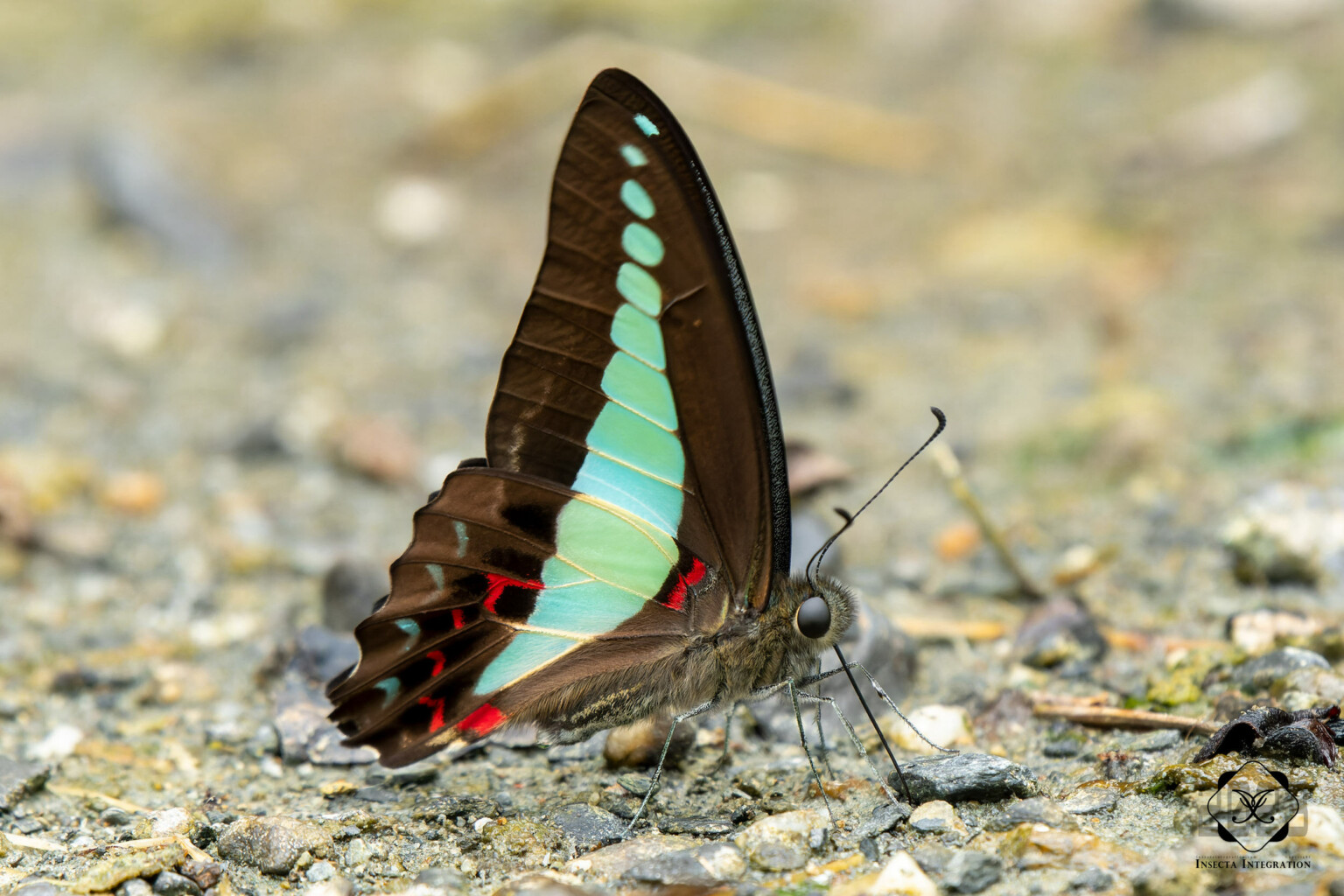 【加里曼丹的余烬·一】婆罗洲蝴蝶专辑 – IISDW