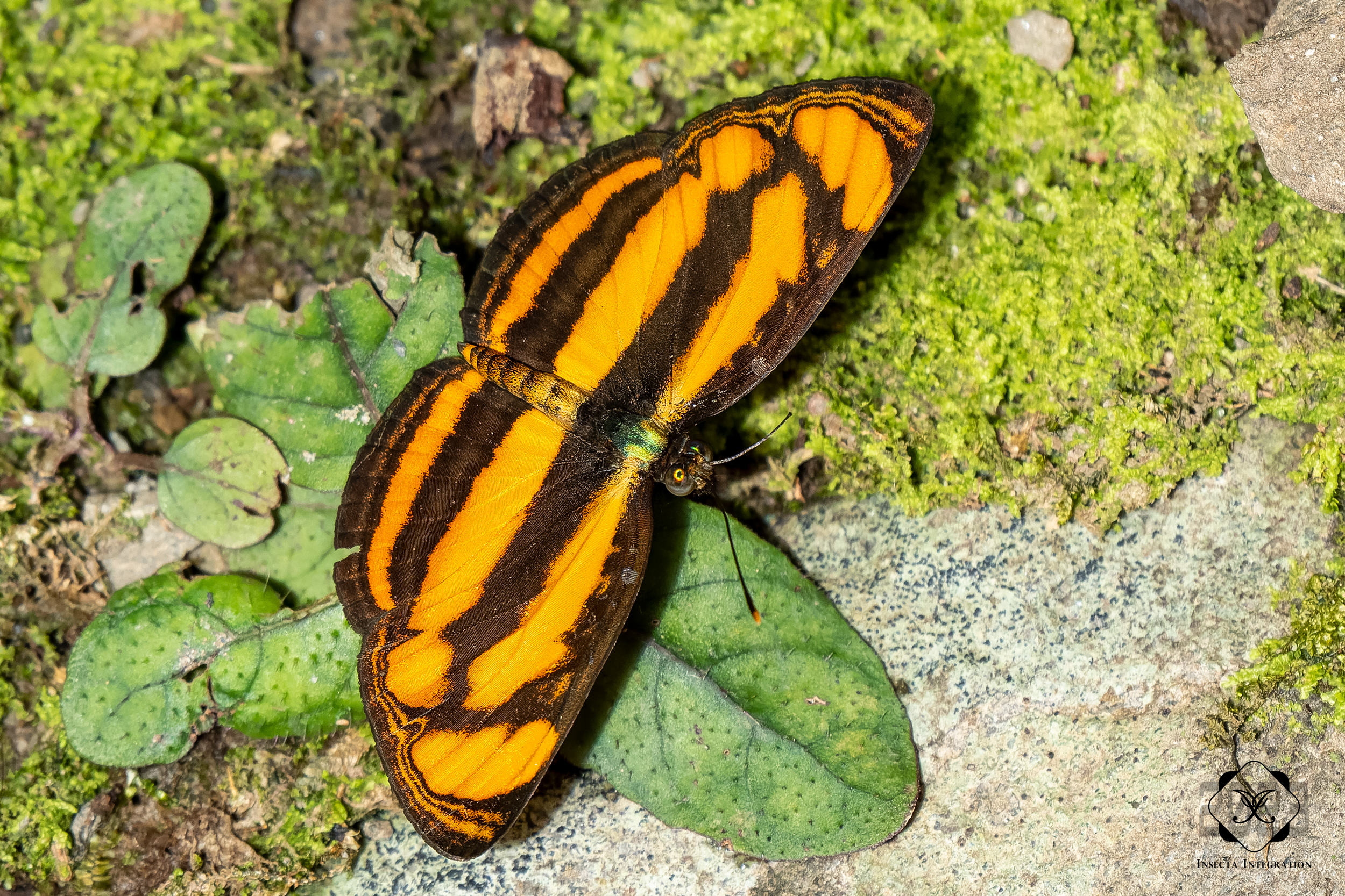 鹞蟠蛱蝶 Pantoporia paraka – IISDW