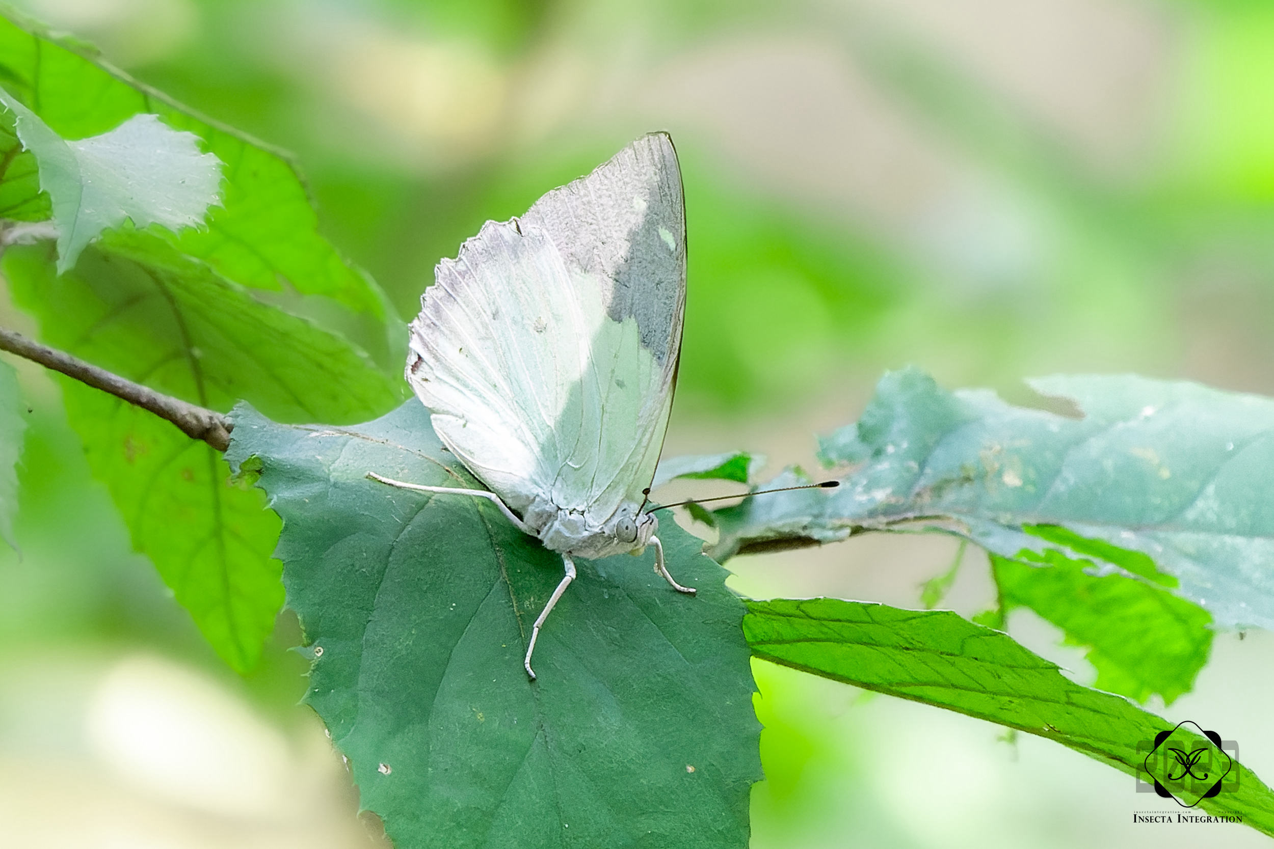 傲白蛱蝶 Helcyra superba – IISDW