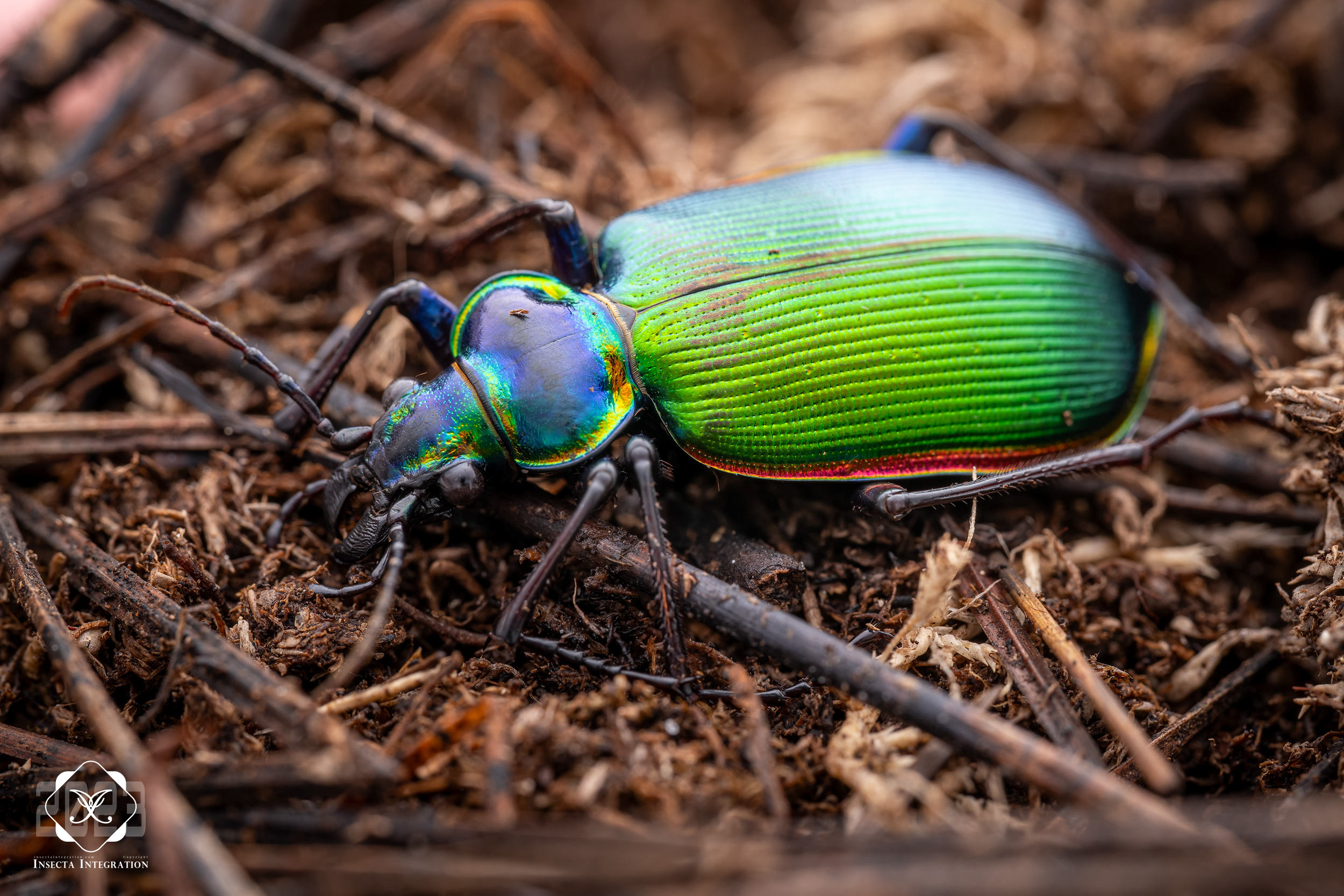 红缘星步甲 Calosoma scrutator – IISDW