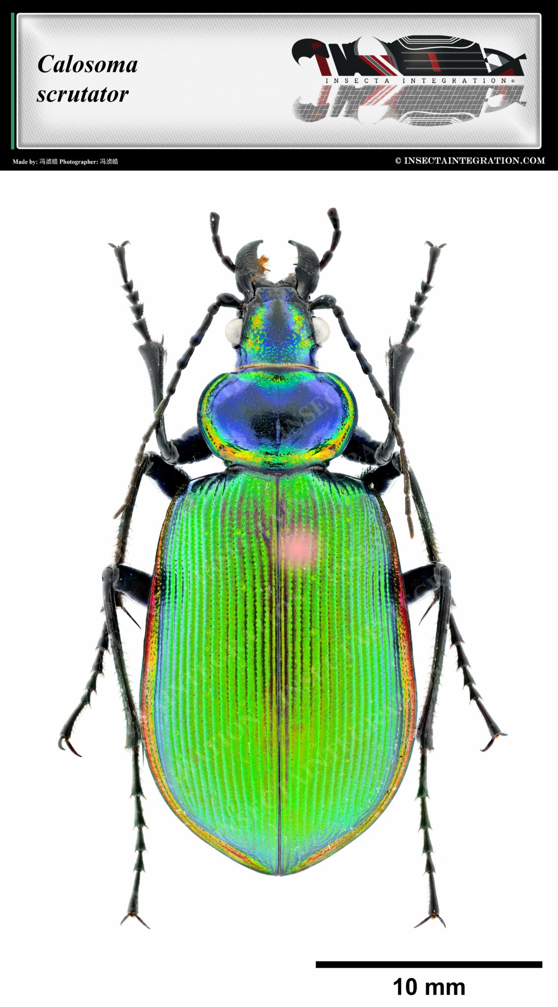 IISDW – Insecta Integration Specimen Database Website