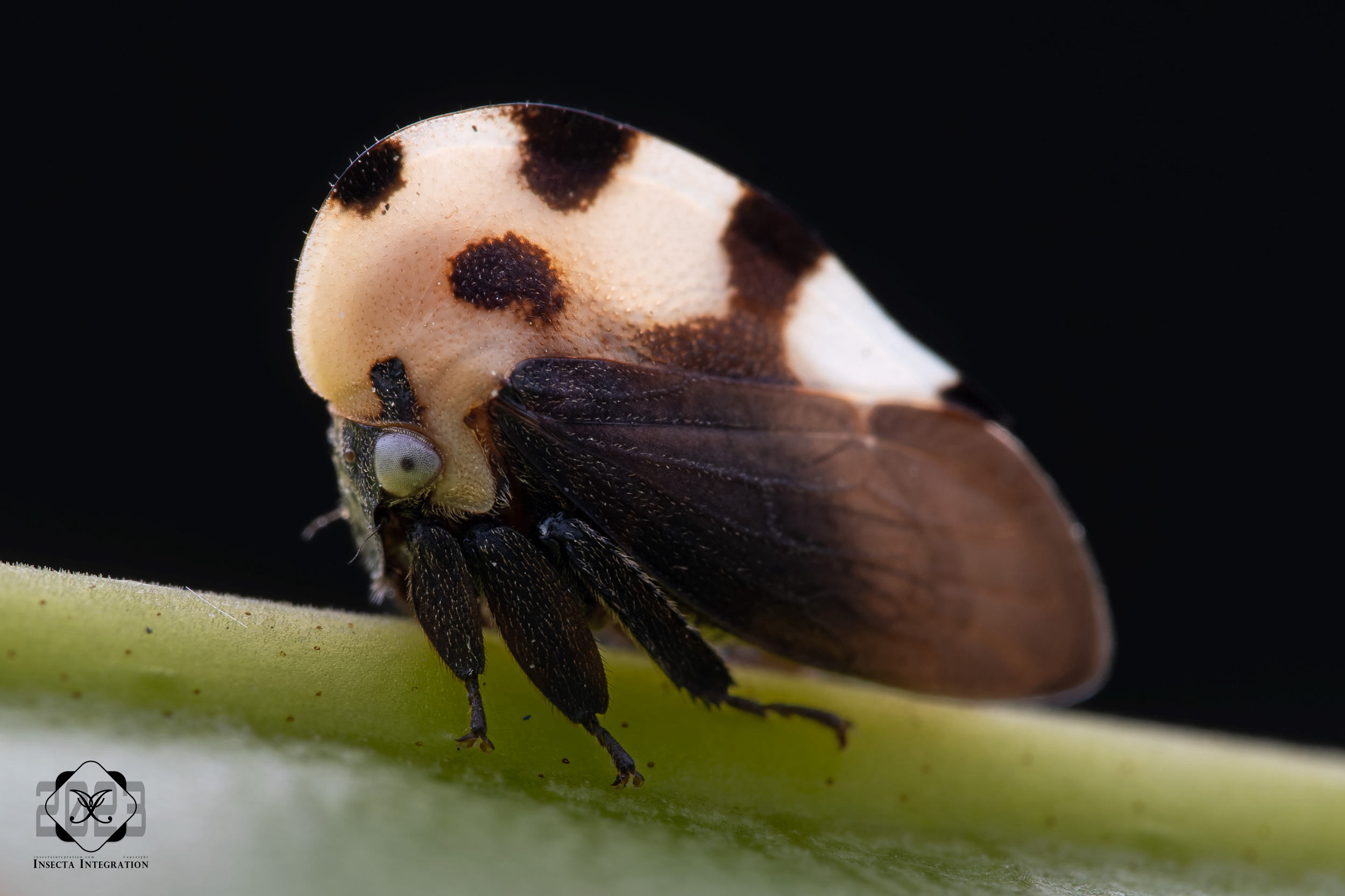 墨西哥角蝉 Membracis mexicana – IISDW