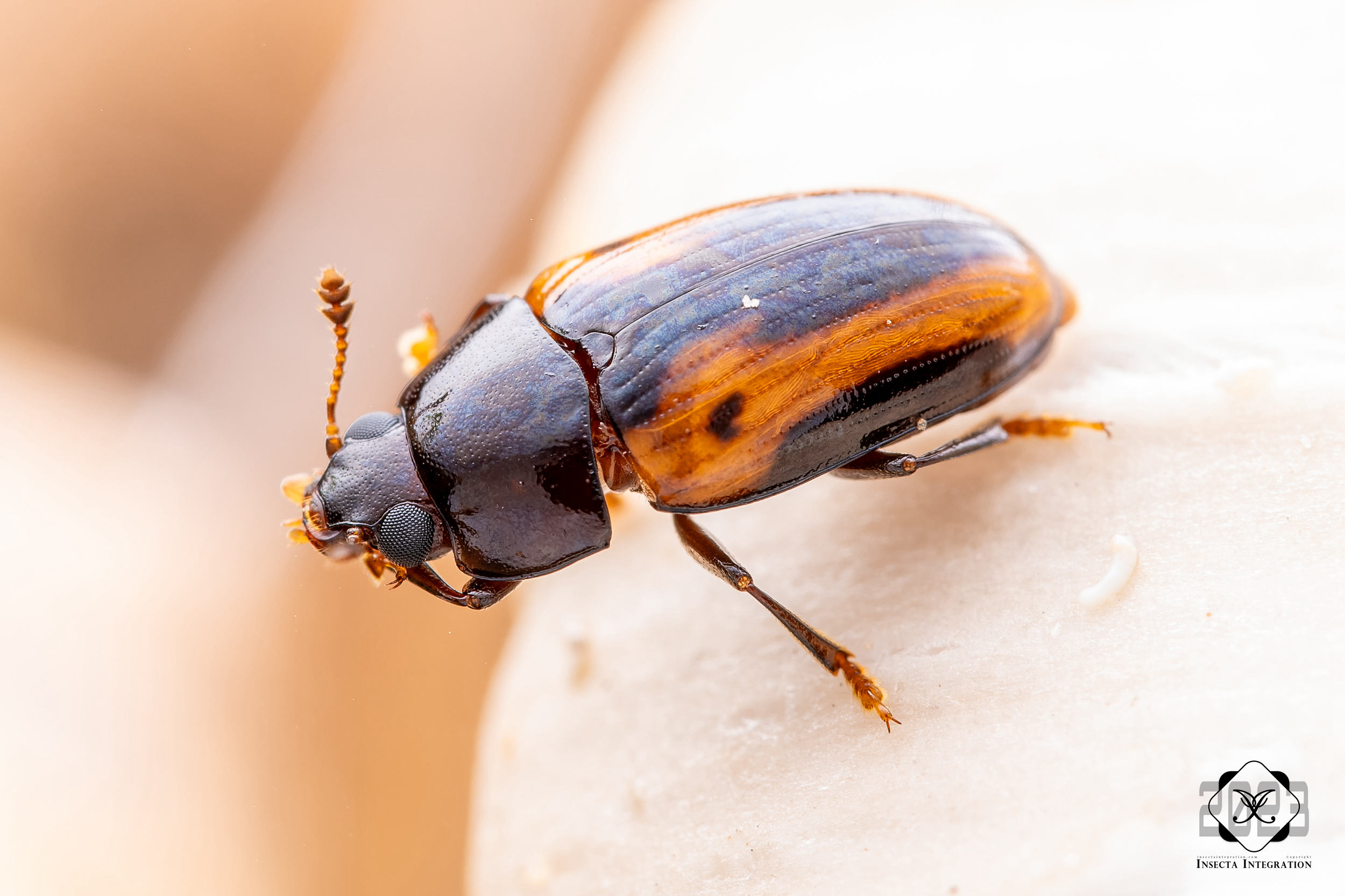 玉蕈甲属 Amblyopus – IISDW