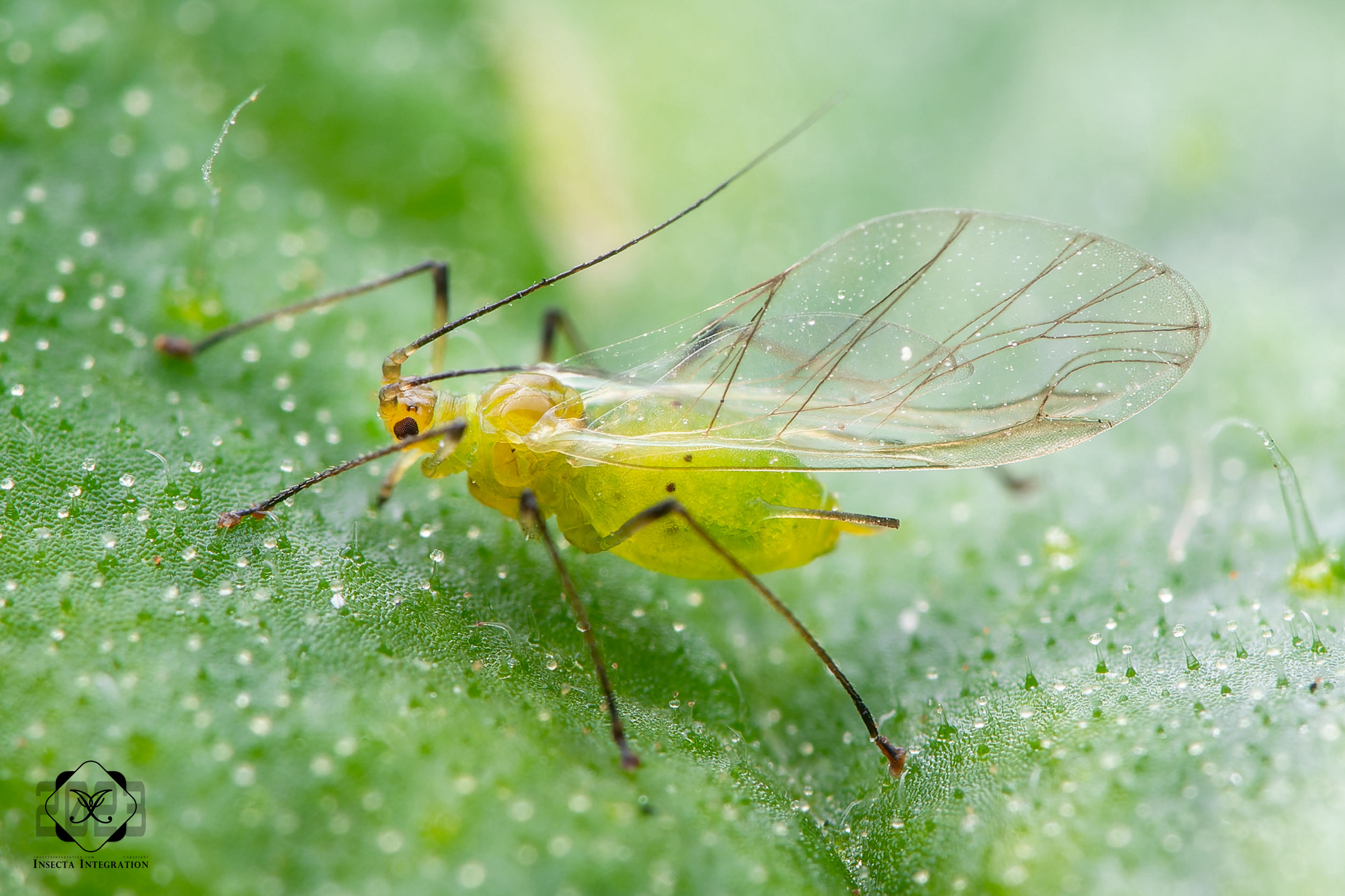 马铃薯长管蚜 Macrosiphum euphorbiae – IISDW