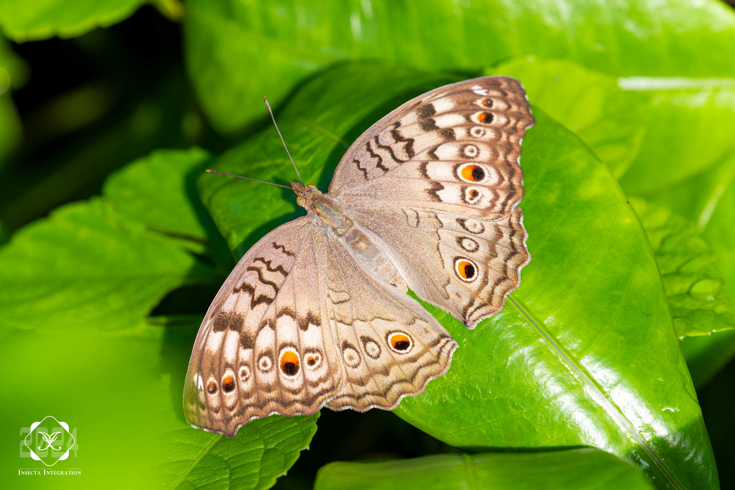 波纹眼蛱蝶 Junonia atlites – IISDW