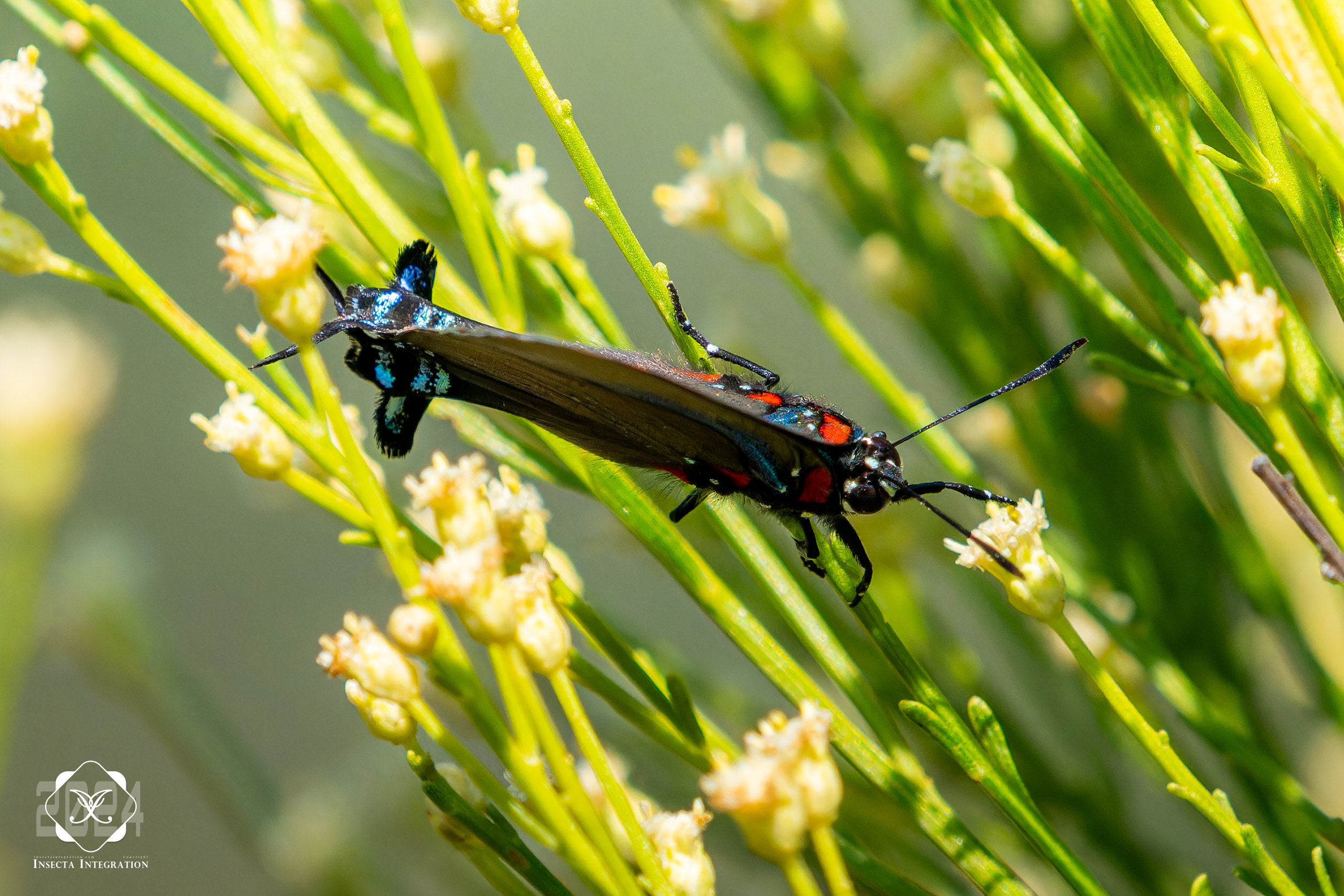 宝绿灰蝶 Atlides halesus – IISDW