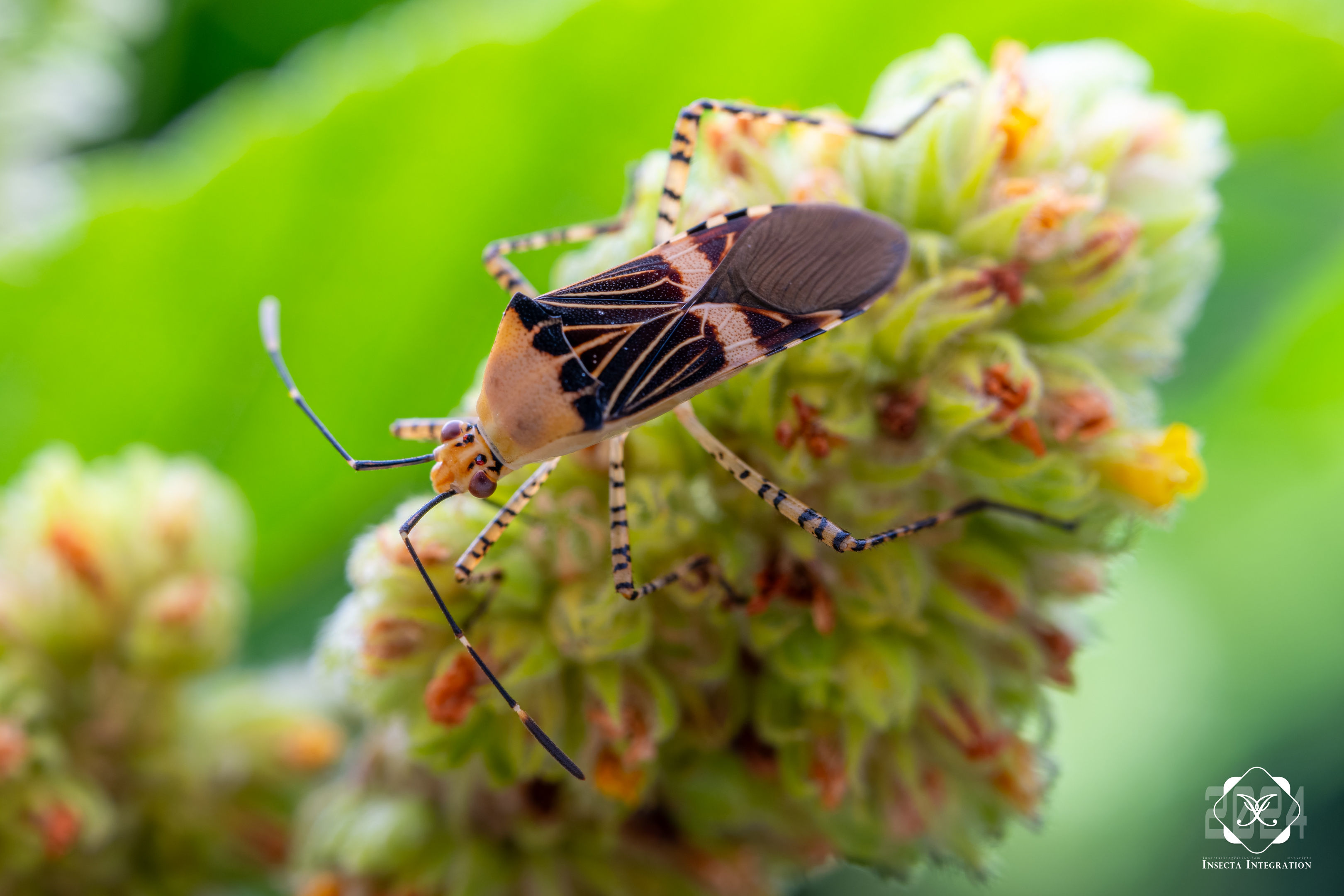 白线隆背缘蝽 Hypselonotus lineatus – IISDW
