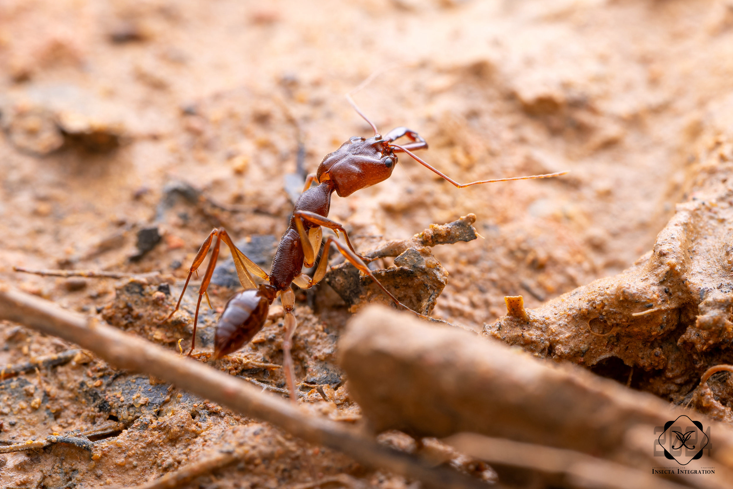 争吵大齿猛蚁 Odontomachus rixosus – IISDW