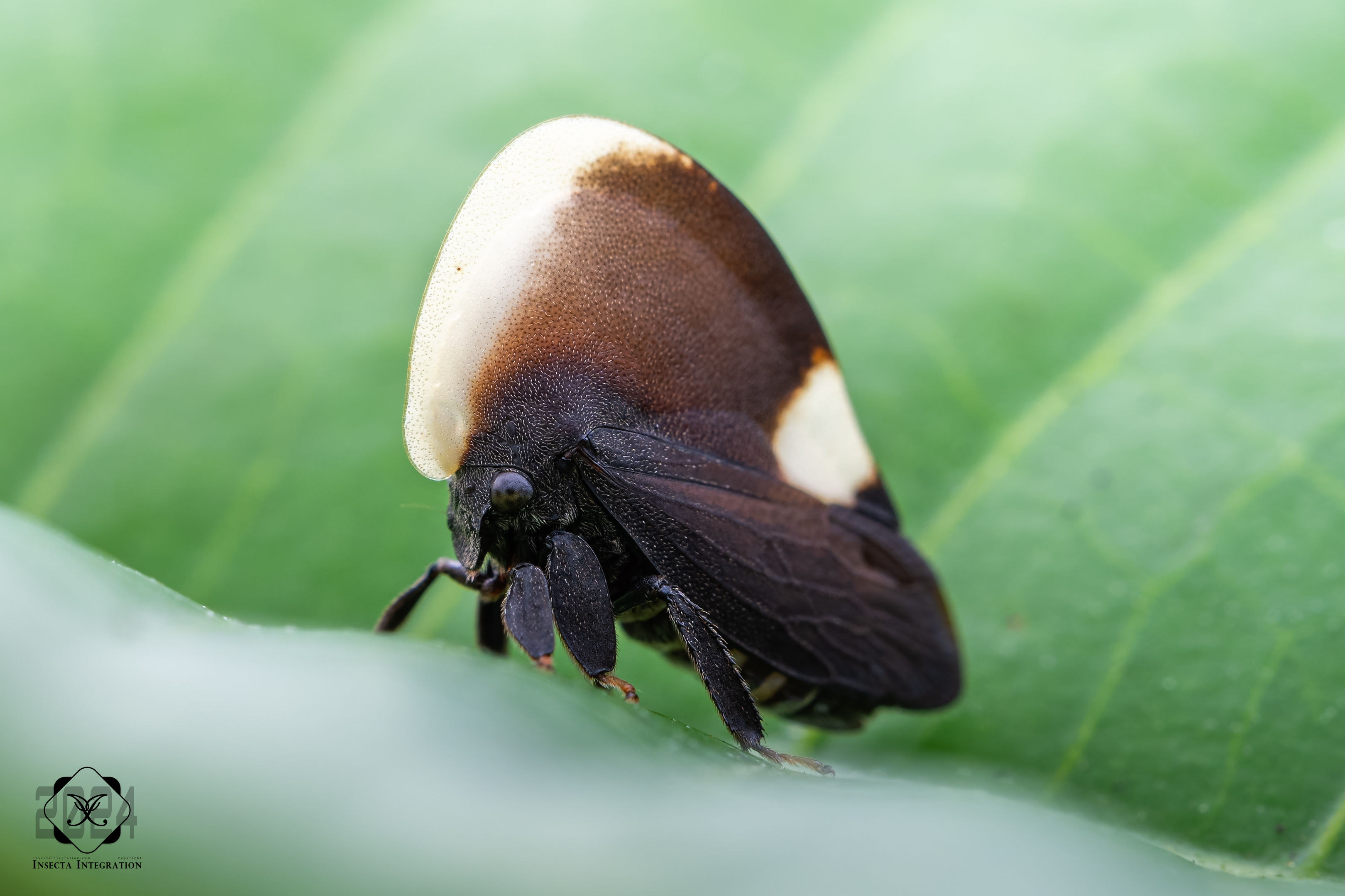 白首角蝉 Membracis dorsata – IISDW