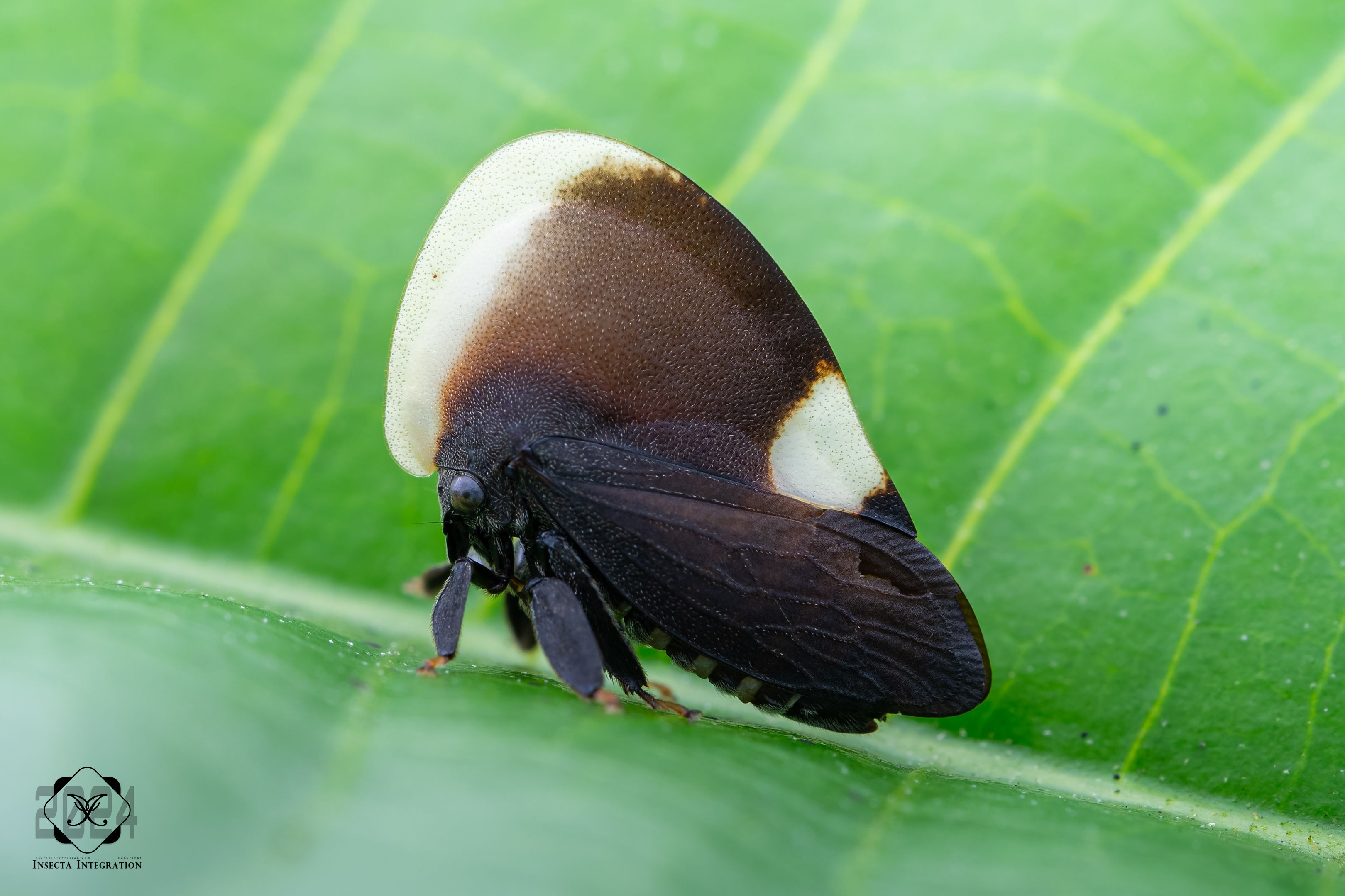 IISDW – Insecta Integration Specimen Database Website